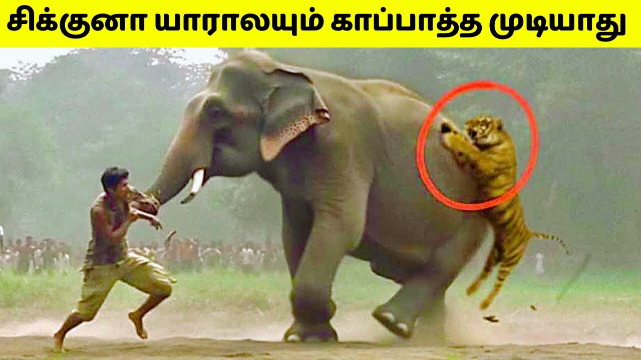 விலங்குகளிடம் சிக்கிய மனிதர்கள்#17| Animals Chasing Humans | Animal ...