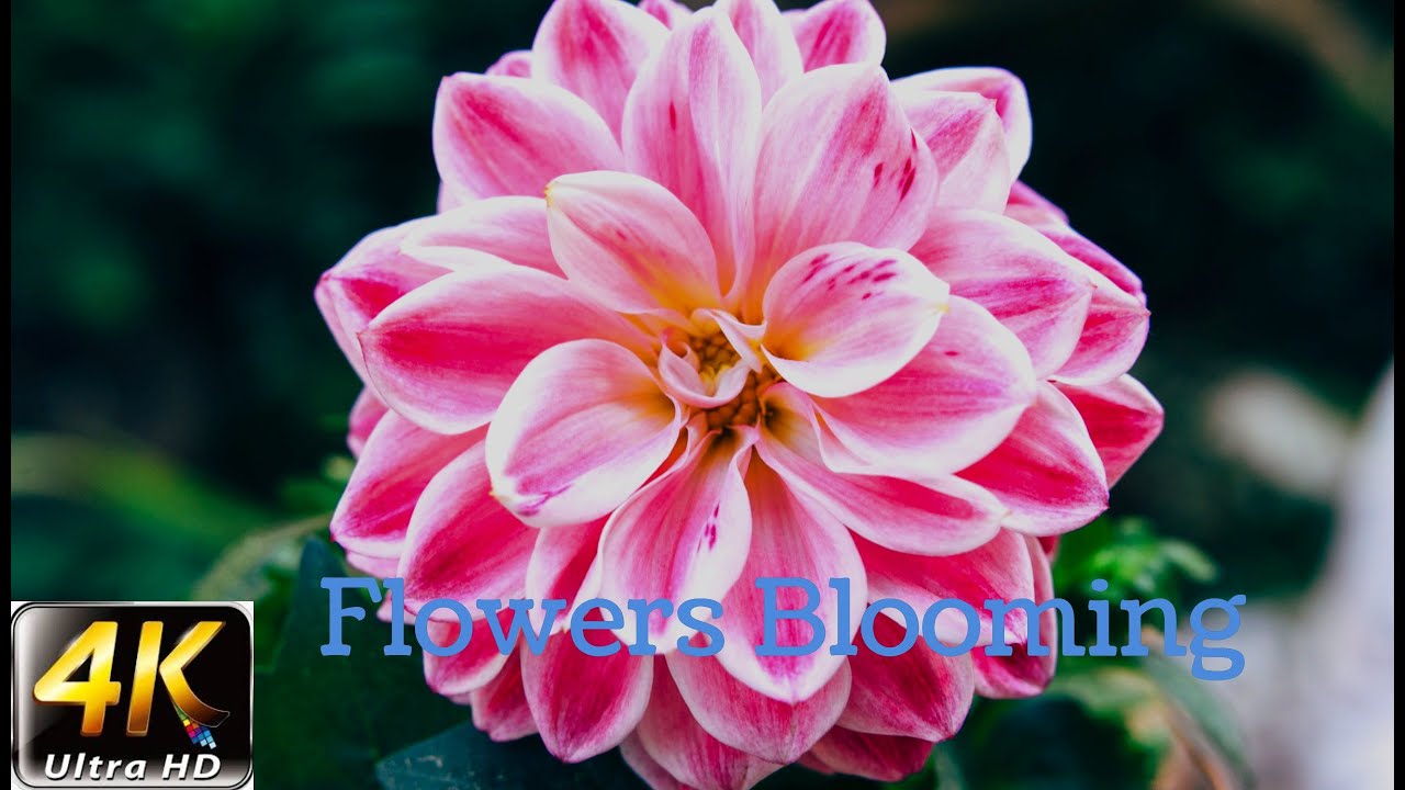 4k Flowers Blooming Time lapse|Rose Flower Bloom| Beauty of flowers ...