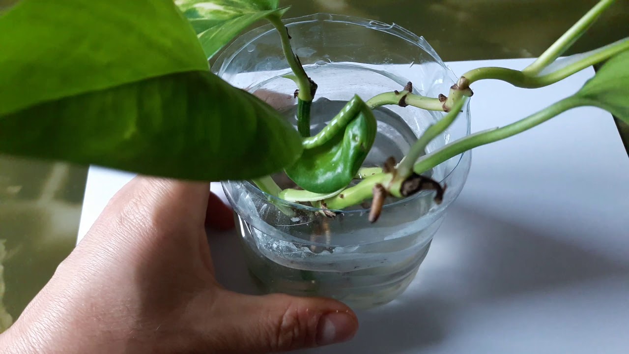 RADICAZIONE POTHOS IN 20 GIORNI PROPAGAZIONE PER TALEA - ROOTING POTHOS ...