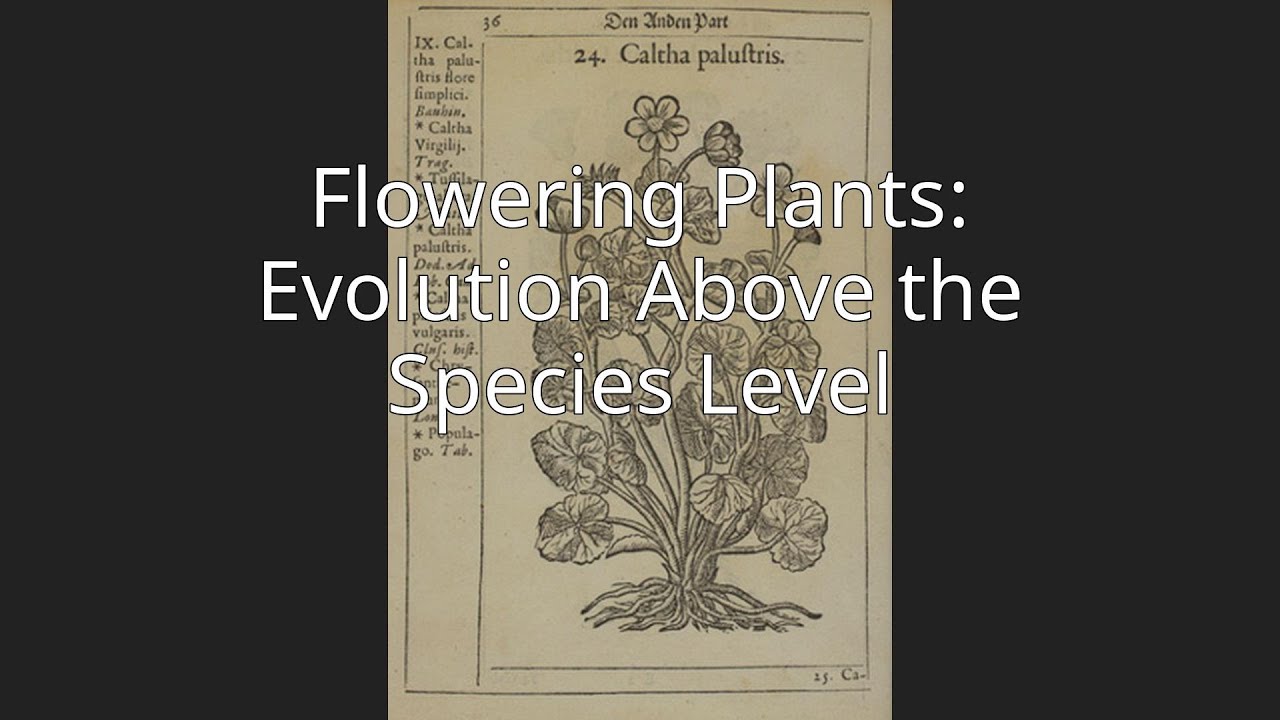 Flowering Plants: Evolution Above the Species Level - YouTube