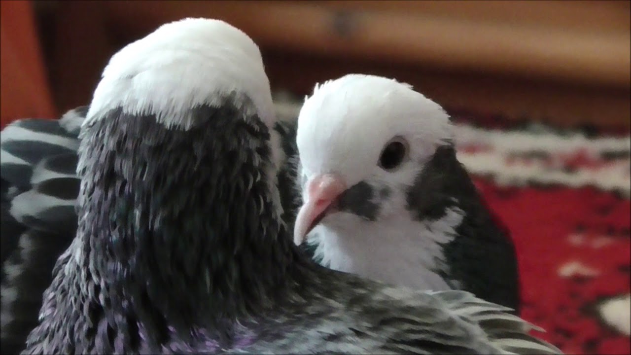 A pigeon couple in love - YouTube