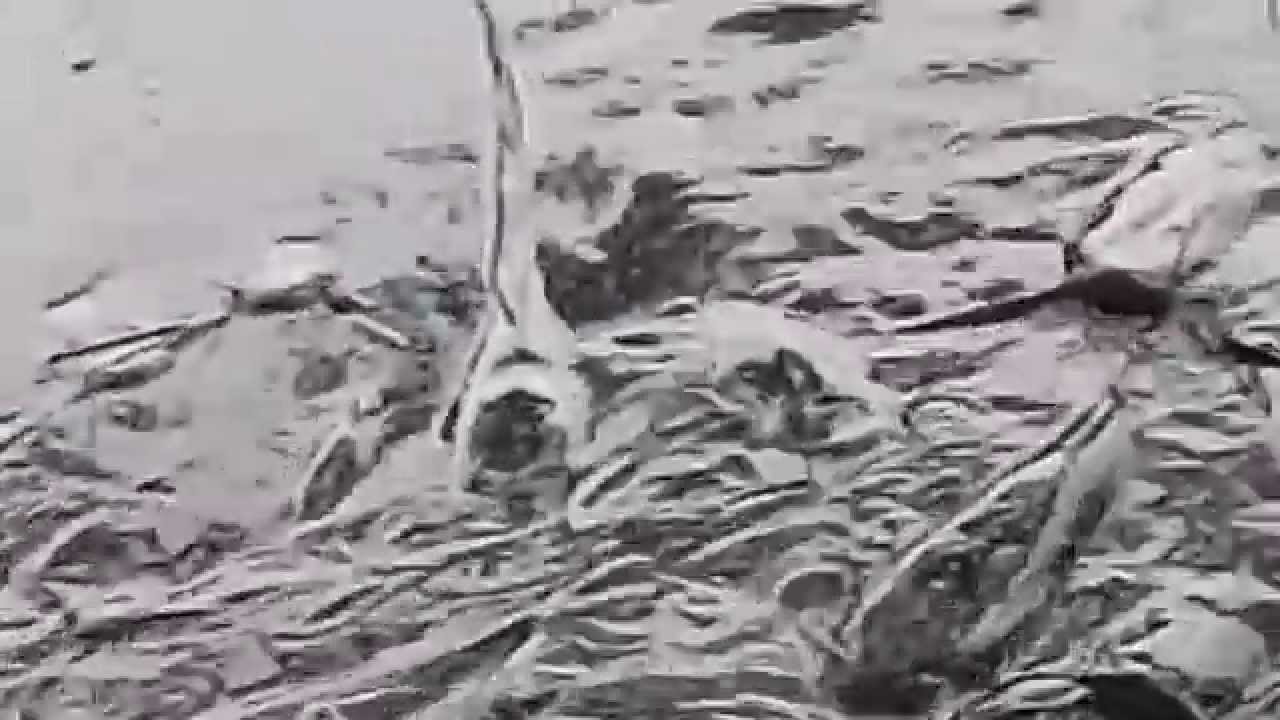 African Muzhu in a temple pond at Meenchanda, Calicut - YouTube