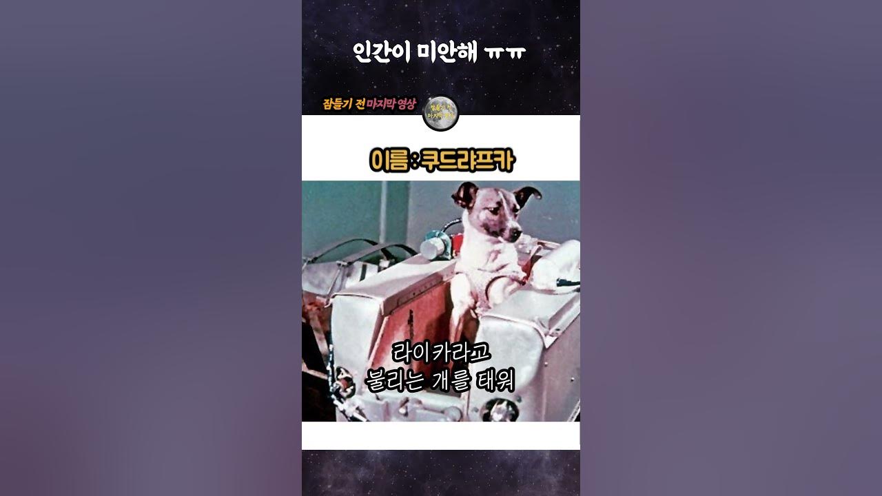 파블로프의 개 실험의 진실 Shorts Youtube