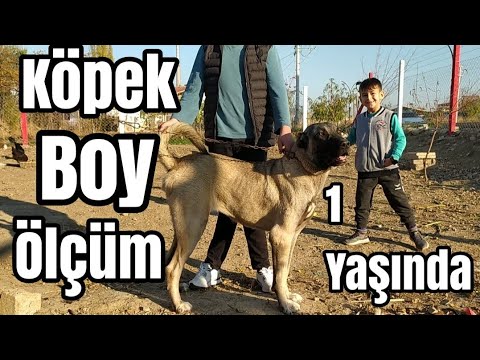 KÖPEK BOY ÖLÇÜMÜ NASIL YAPILIR? KÖPEĞİMİN BOYUNU ÖLÇTÜM. YAŞINDA DİŞİ KANGALIN BOYUNU ÖLÇTÜK, CIDAGO