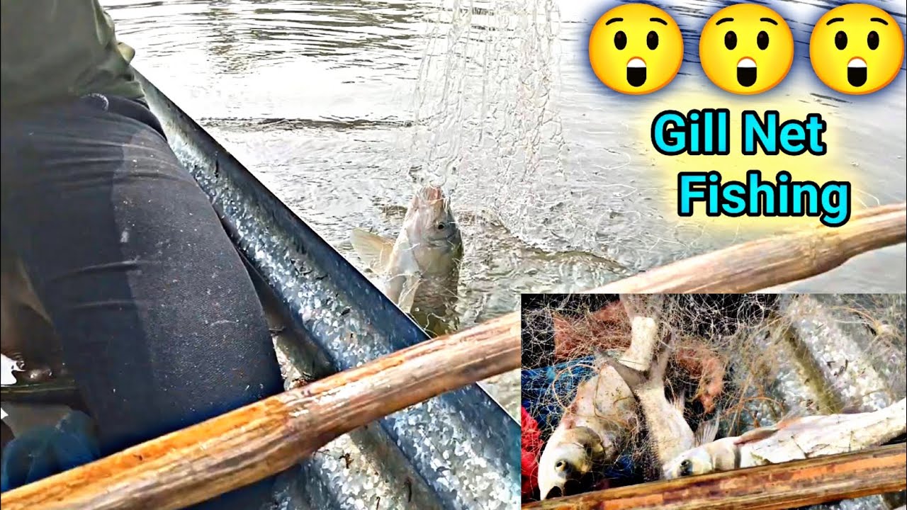 Amazing Gill Net Fishing Catch Lots Of Fish #gillnetfishing - YouTube