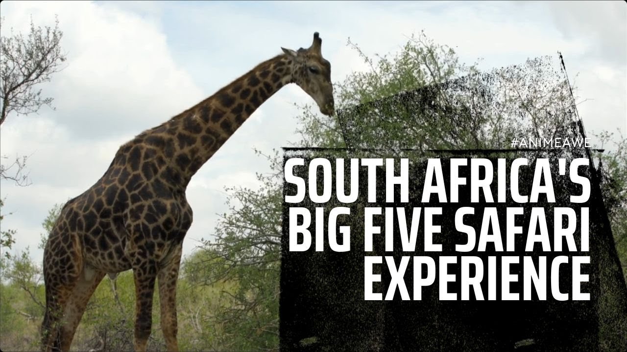 South Africa's Big Five Safari Experience - YouTube