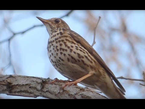 Ptice Hrvatske - Drozd cikelj (Turdus philomelos) (Birds of Croatia ...
