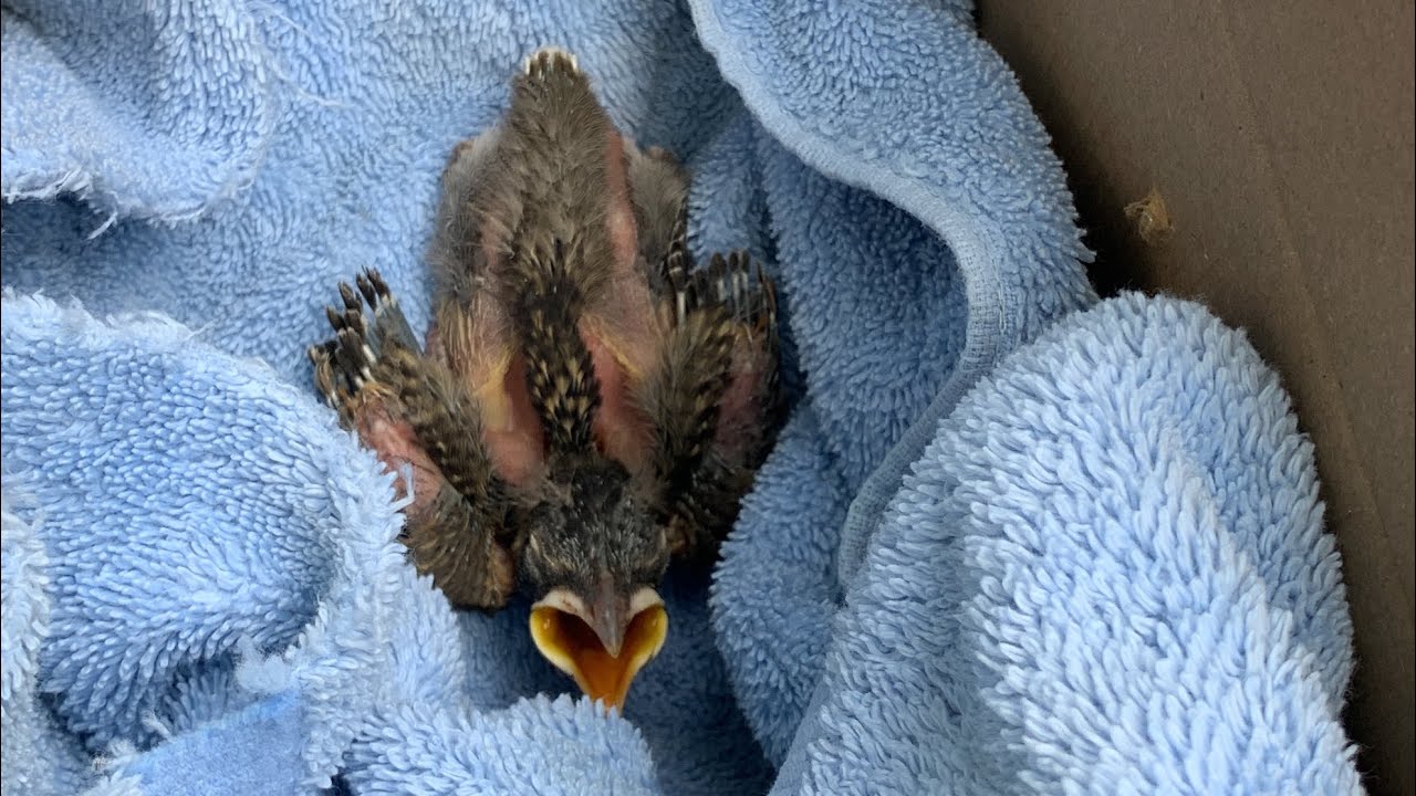 Baby Robin rescue in action video #wildliferescue - YouTube