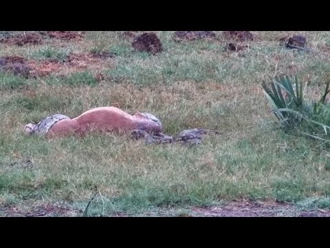Python abandons impala when it cannot swallow it. - Tembe Elephant Park ...