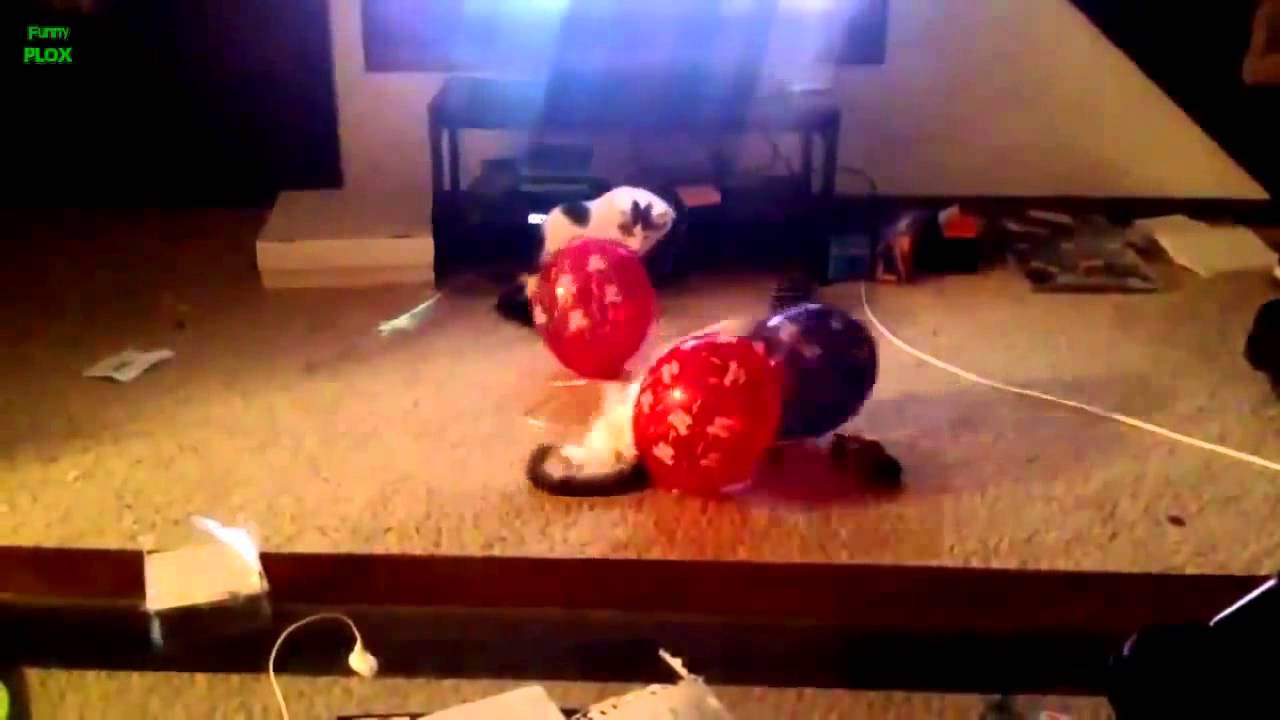 Funny Scared Cats Compilation 2013 HD - YouTube