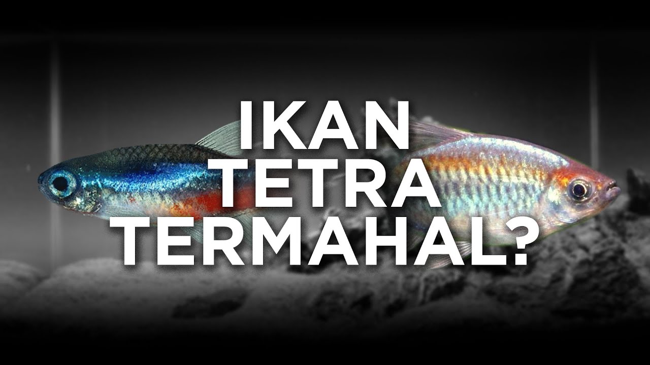 KENAPA HARGA IKAN CONGO TETRA MAHAL? - YouTube