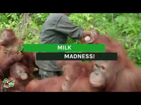 Milk Madness!