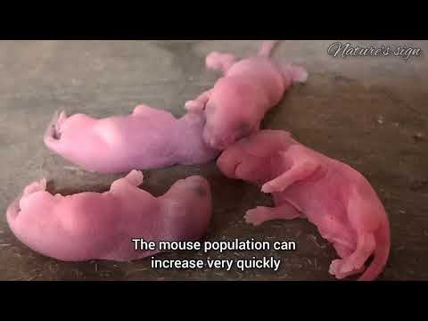 When Does A Mouse Reach Reproductive Maturiy