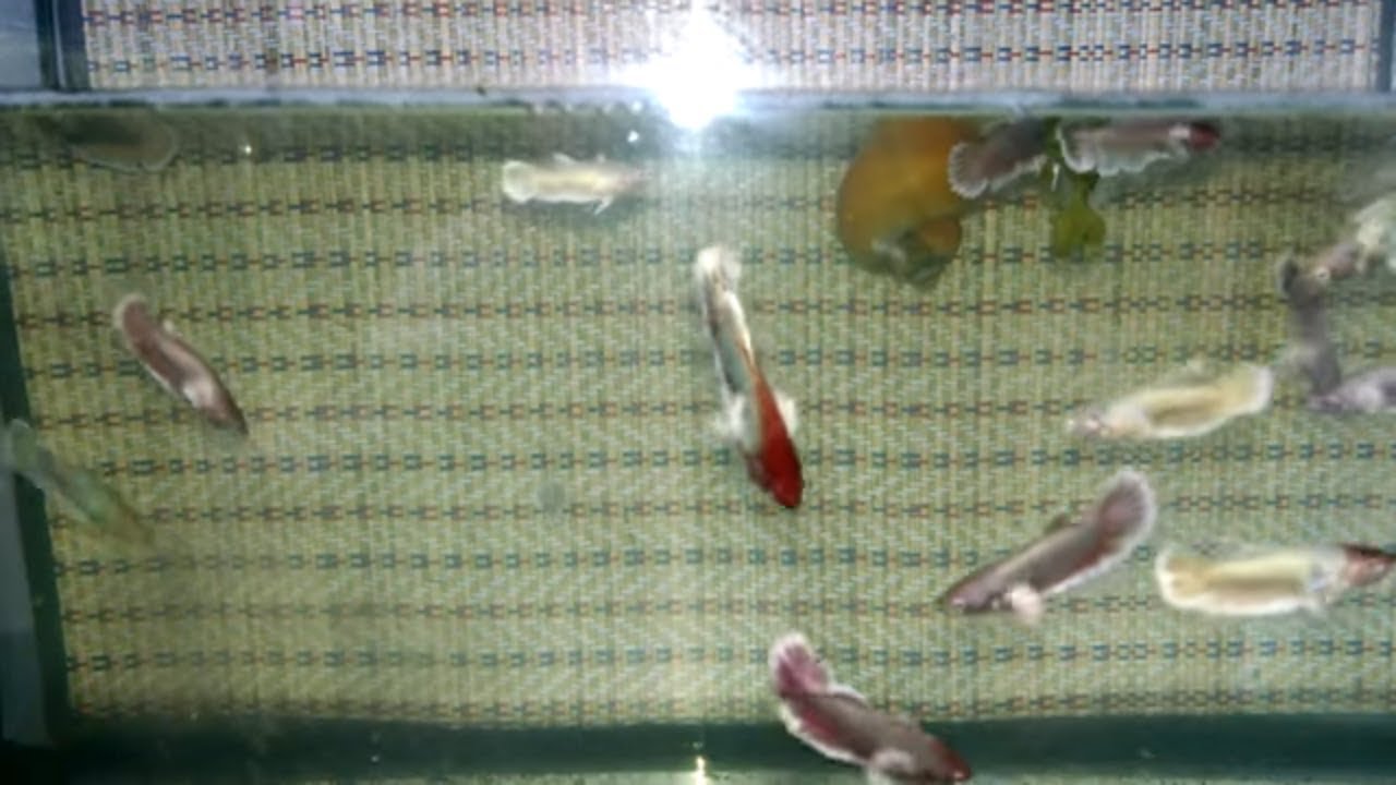 Dumbo betta fry (1,5 month old) - YouTube