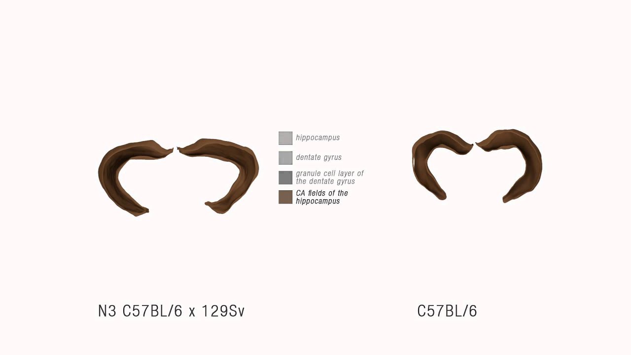 A Volumetric Comparison of the C57BL/6 and N3 C57BL/6 x 129 SV Mouse ...