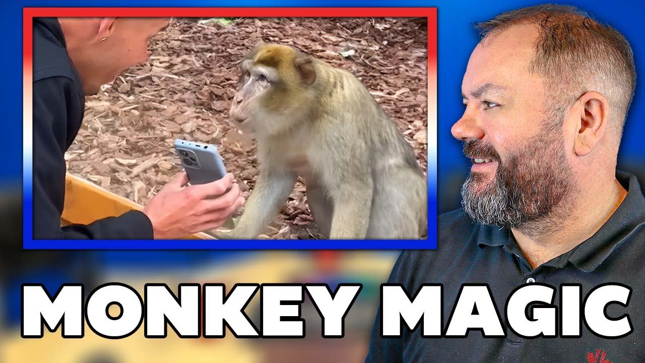 Animals Seeing Magic! REACTION | OFFICE BLOKES REACT!! - YouTube