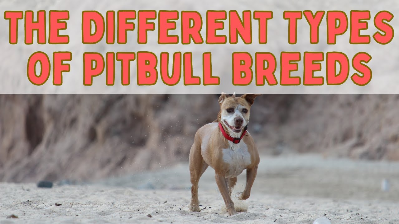The Different Types of Pitbull Breeds - YouTube