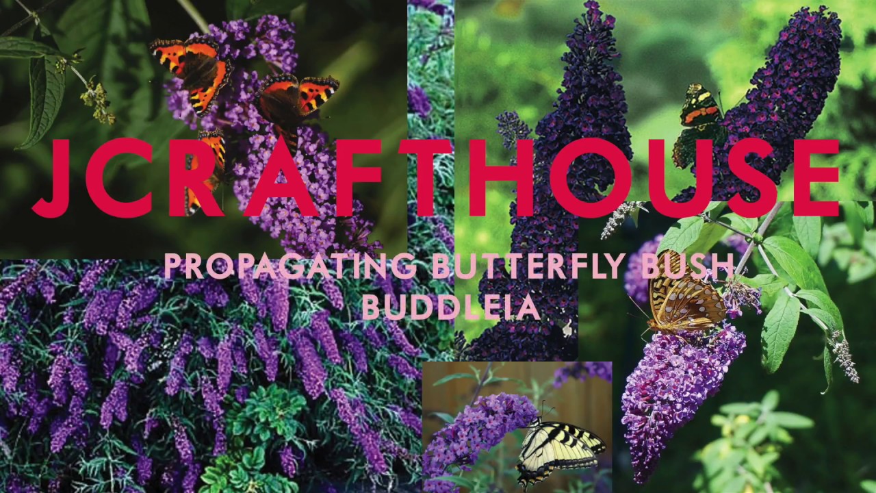 Garden Hack - Propagating Butterfly Bush Buddleia Beddleja to SAVE ...