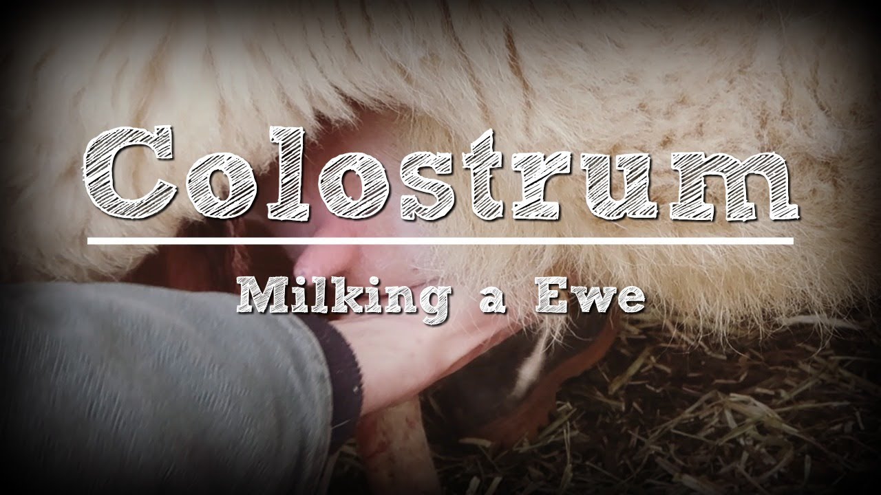 Milking a Ewe for Colostrum - YouTube