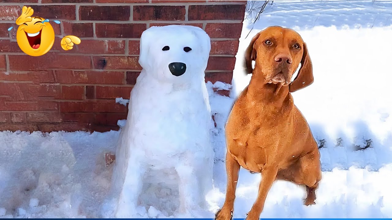 Unexpected Laugh with these Funny Dogs 😹🐶 Best Funniest Dog Videos of ...