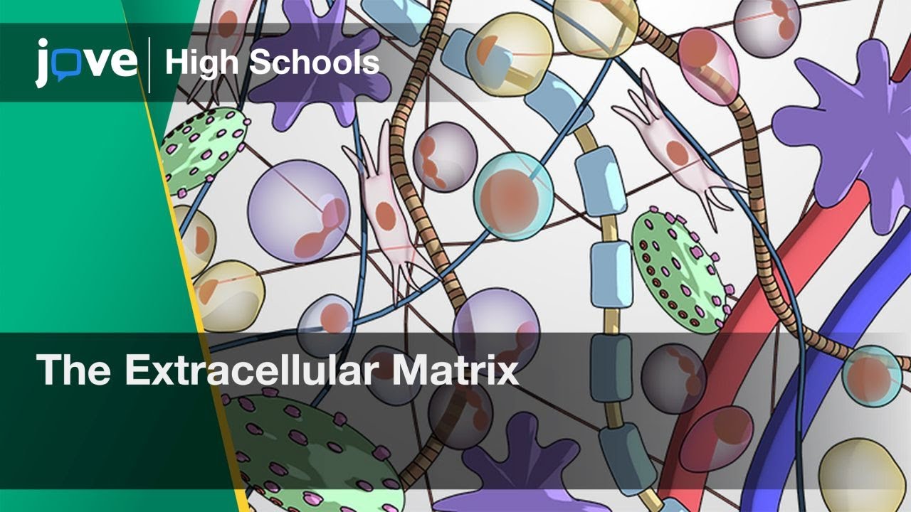 The Extracellular Matrix | Bio | Video Textbooks - Preview - YouTube