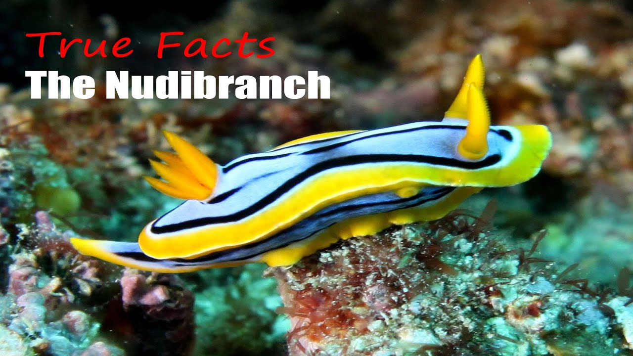 Nudibranchs - Facts About The World's Prettiest Slugs - YouTube