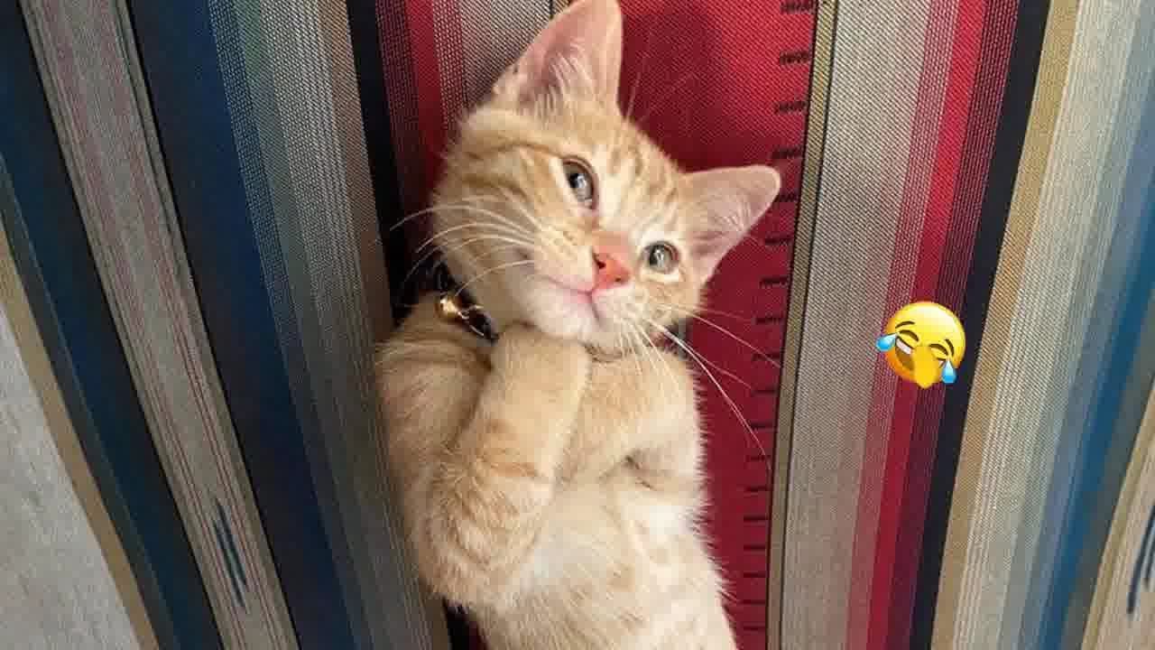 When you own a CAT with an IQ 200 🤣 Funniest Catss 😹 - YouTube