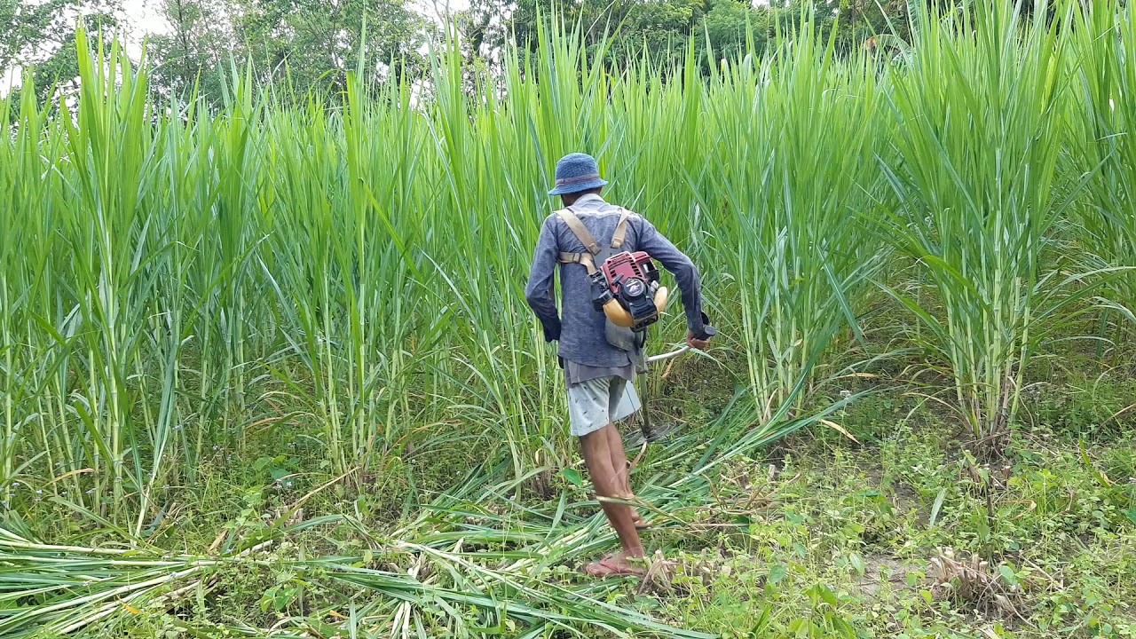Super Napier Grass cutting with Honda Grass cutter - YouTube