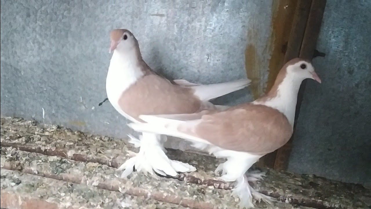 lahore siraj for sale | sha pigeon and rabbits |sha pet world - YouTube