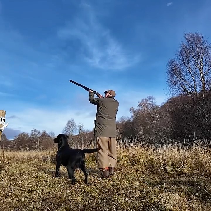 Incoming! Pheasant Shooting with Labrador Retriever Gundog #dog # ...