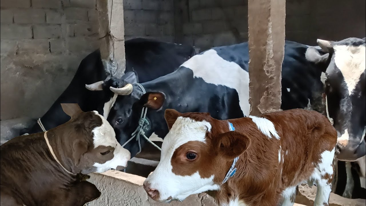 SAPI FH BERANAK PEDETAN SUPERR🐄 Untung dobell Susu dan Pedetan super ...