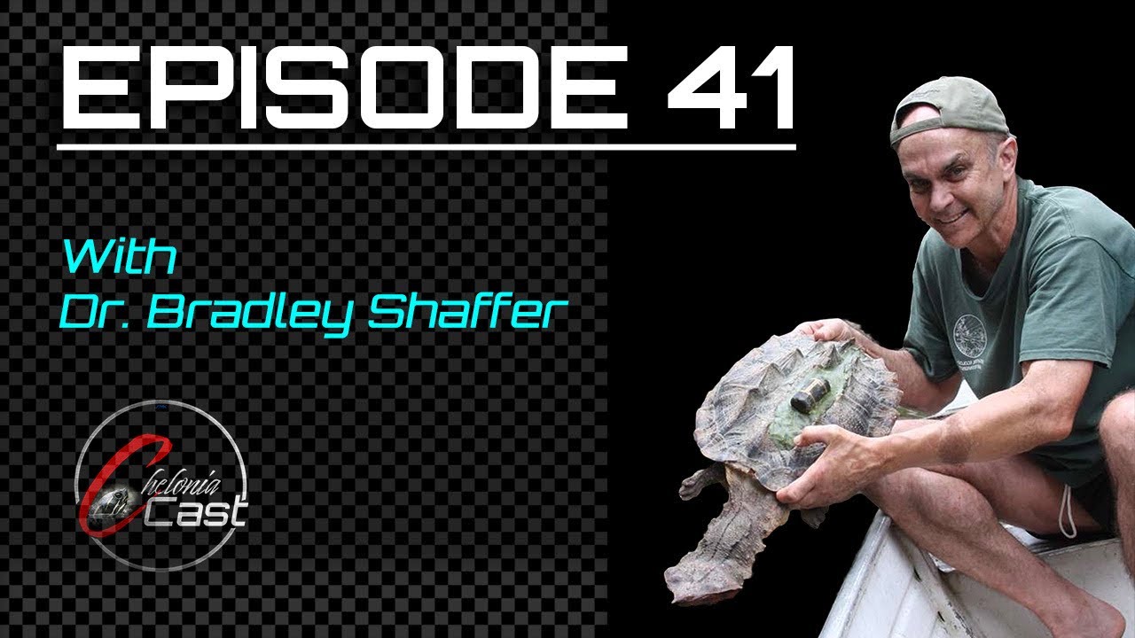 Demystifying the Turtle Tree of Life - YouTube