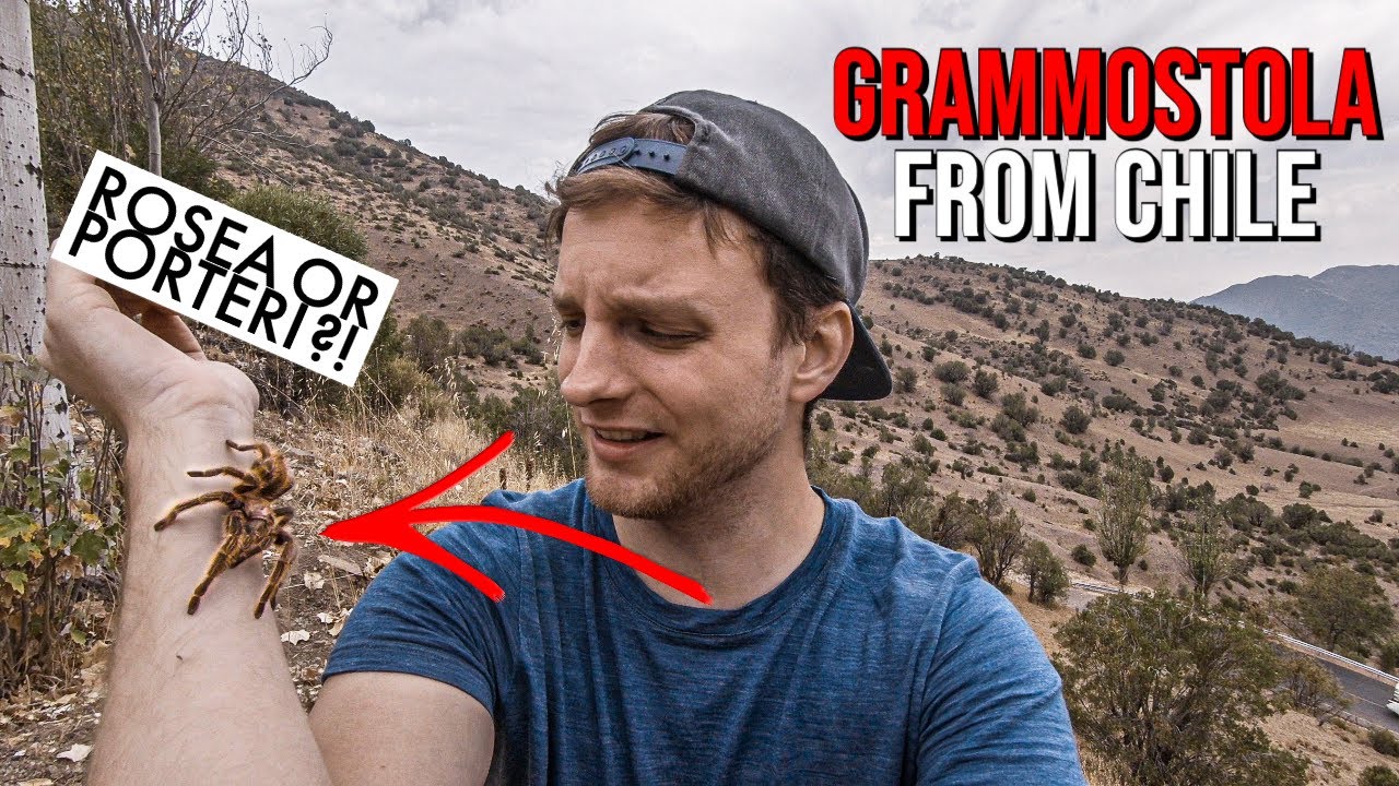 Which Rose Hair Tarantula Species I Got? G. rosea & G. porteri Special ...