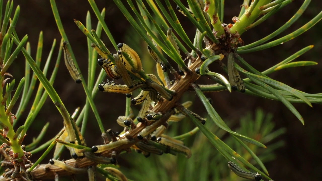Pine sawfly larvae in Glen Affric - YouTube