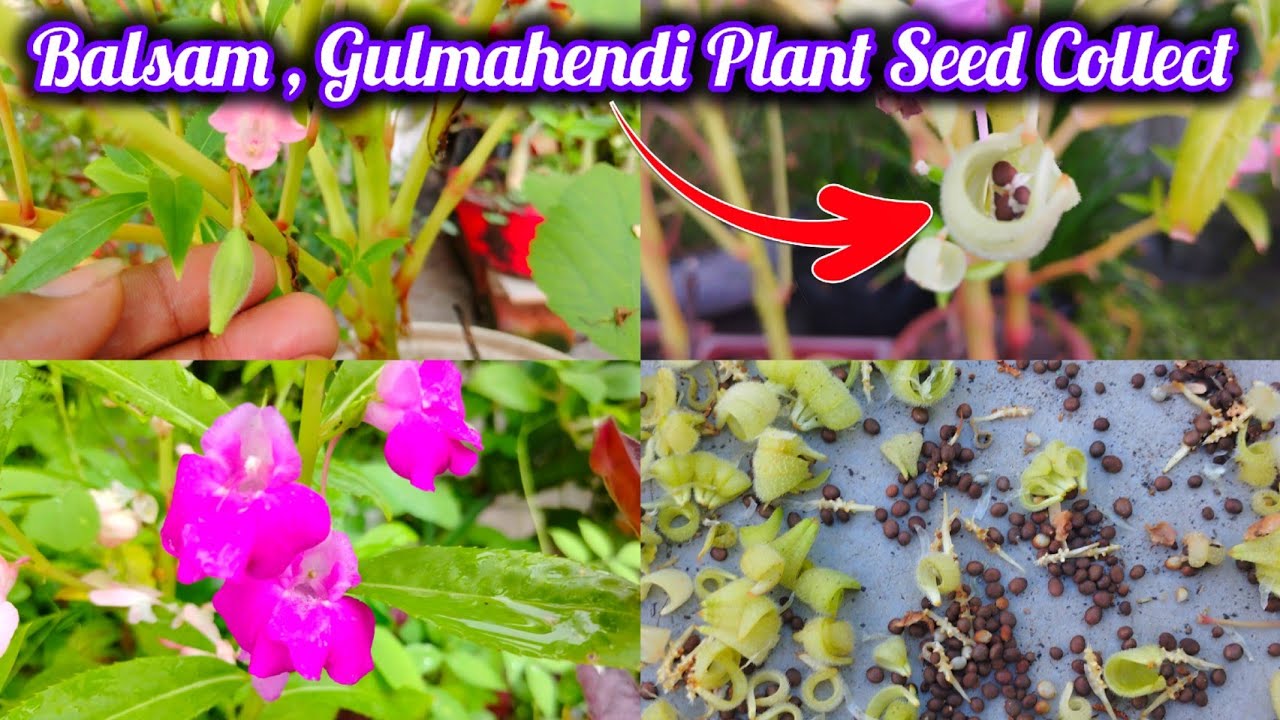 Balsam , Gulmahendi के बीज इकठ्ठा करे इस तरह वरना सारी मेहनत बेकार ...