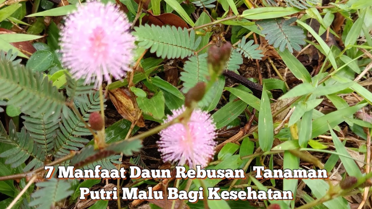 7 Manfaat Daun Rebusan Tanaman Putri Malu Bagi Kesehatan - YouTube