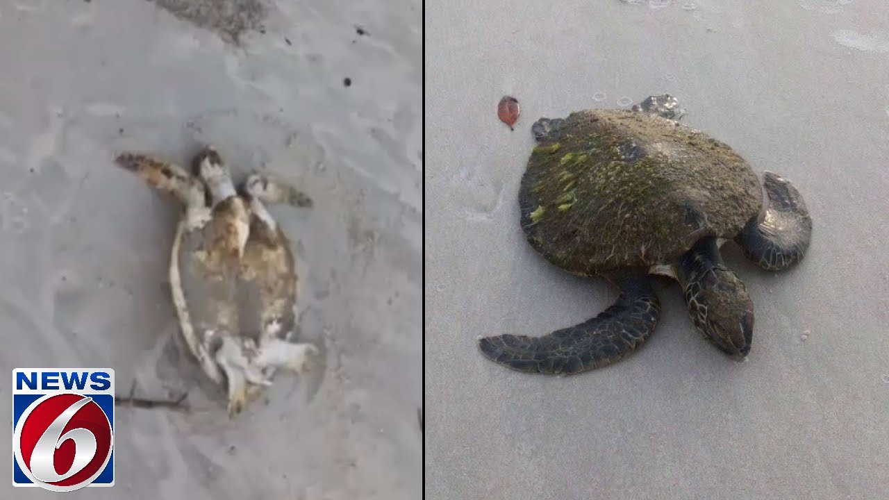 Upside-down sea turtle flipped back over by Florida beachgoers - YouTube