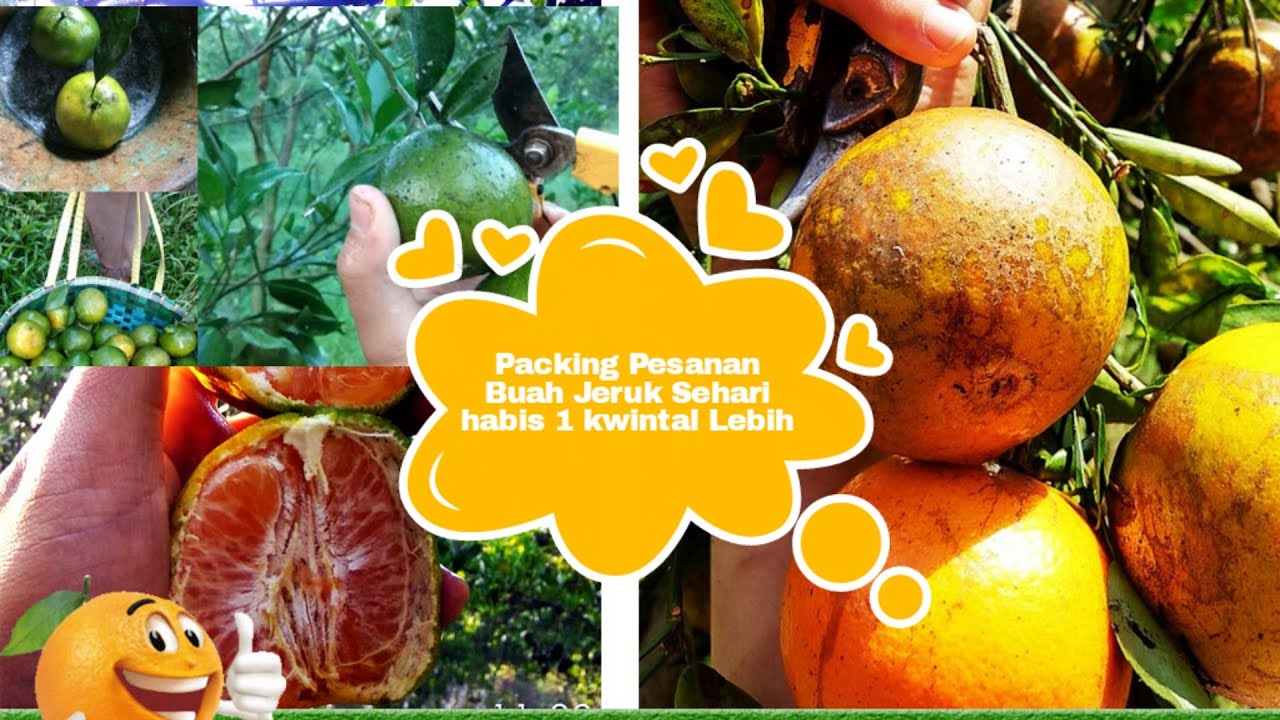 78 Proses Packing Jeruk Siap di Distribusikan Ke Konsumen - YouTube