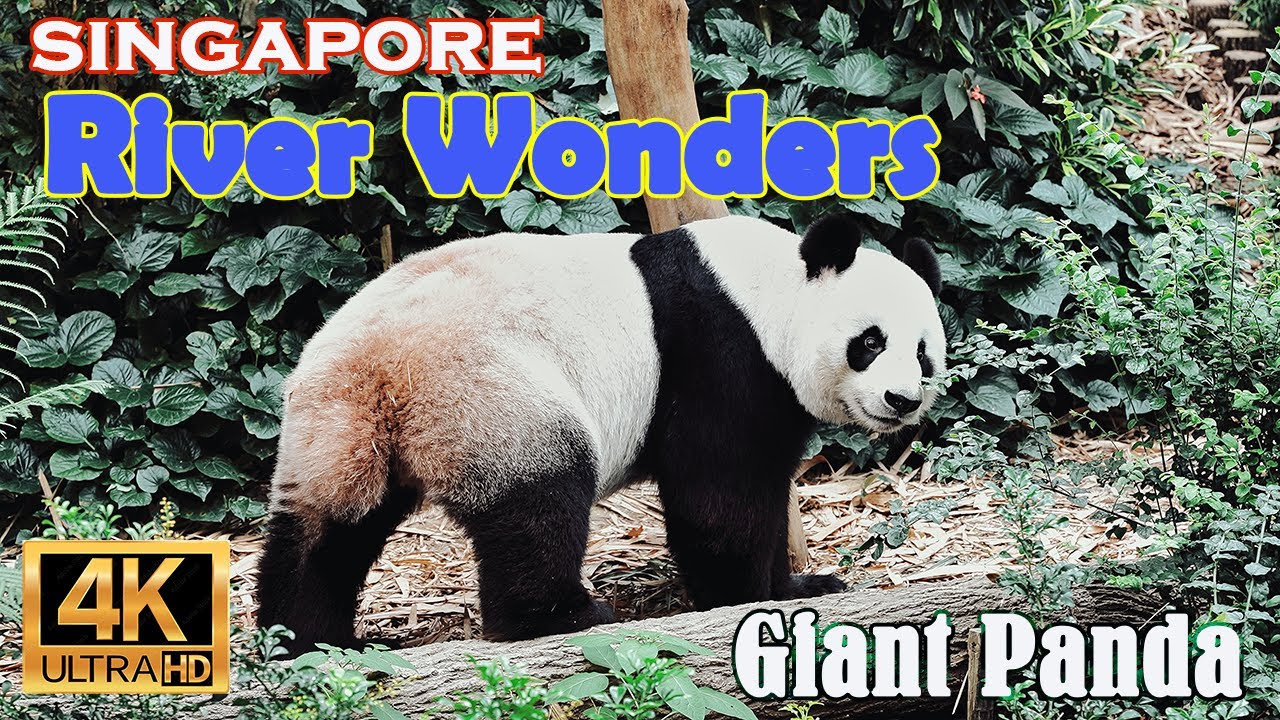 GIANT PANDA at River Wonders Singapore | 4K - YouTube