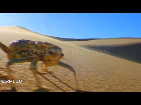 Neighborhood Animals Nara Cricket Remake