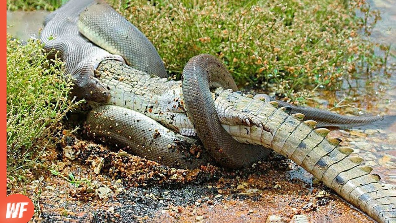 15 Most Incredible Python Attacks Caught On Camera - YouTube