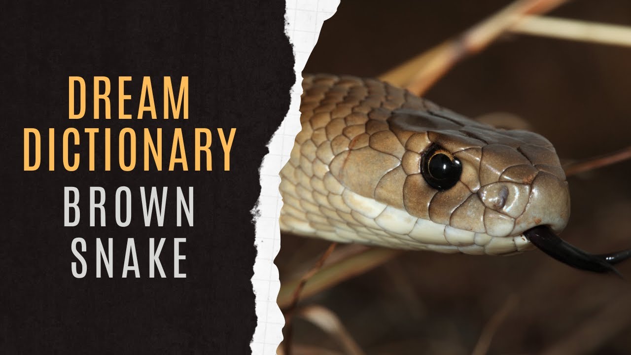Brown Snake Dreams Explained | Brown Snake Dream Meaning | Dream ...