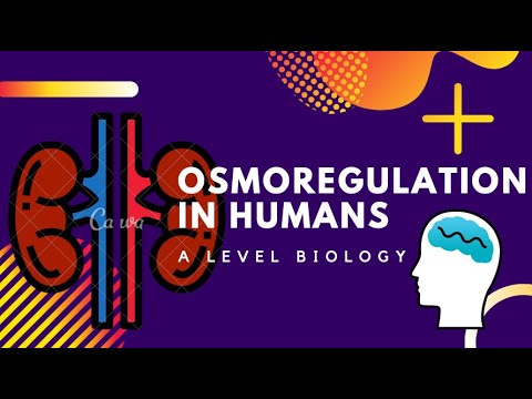 Osmoregulation in Humans (A level Biology) - YouTube