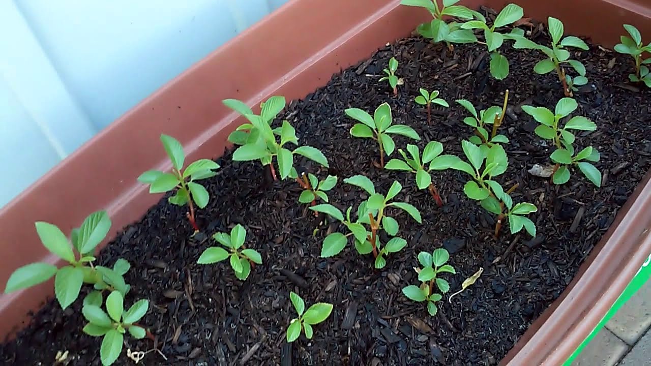 Jute leaves (saluyot in tagalog) - YouTube