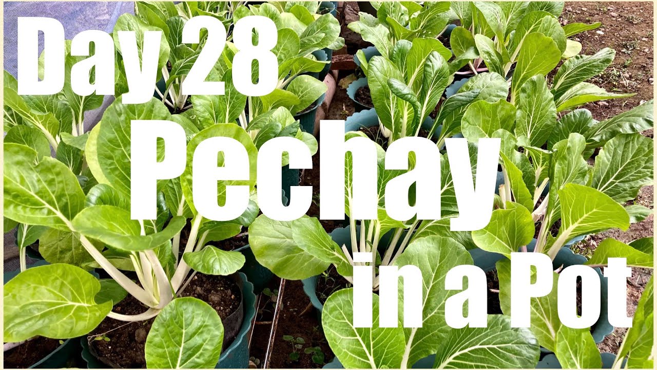 Day 28 Pechay in a Pot - YouTube