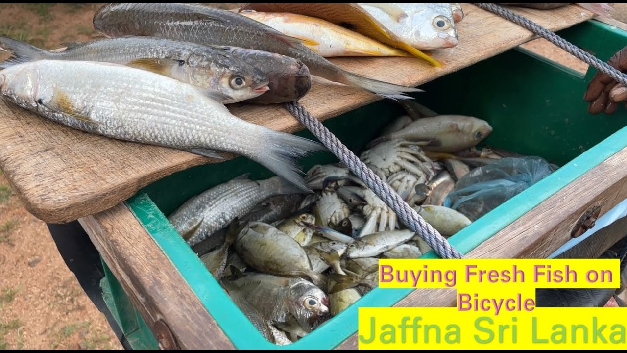 Jaffna Fresh Fish Buying Experience - Fish on Bicycle - YouTube