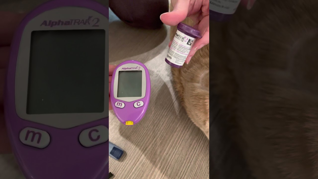 Using the AlphaTrak 2 to check blood glucose on cat - YouTube