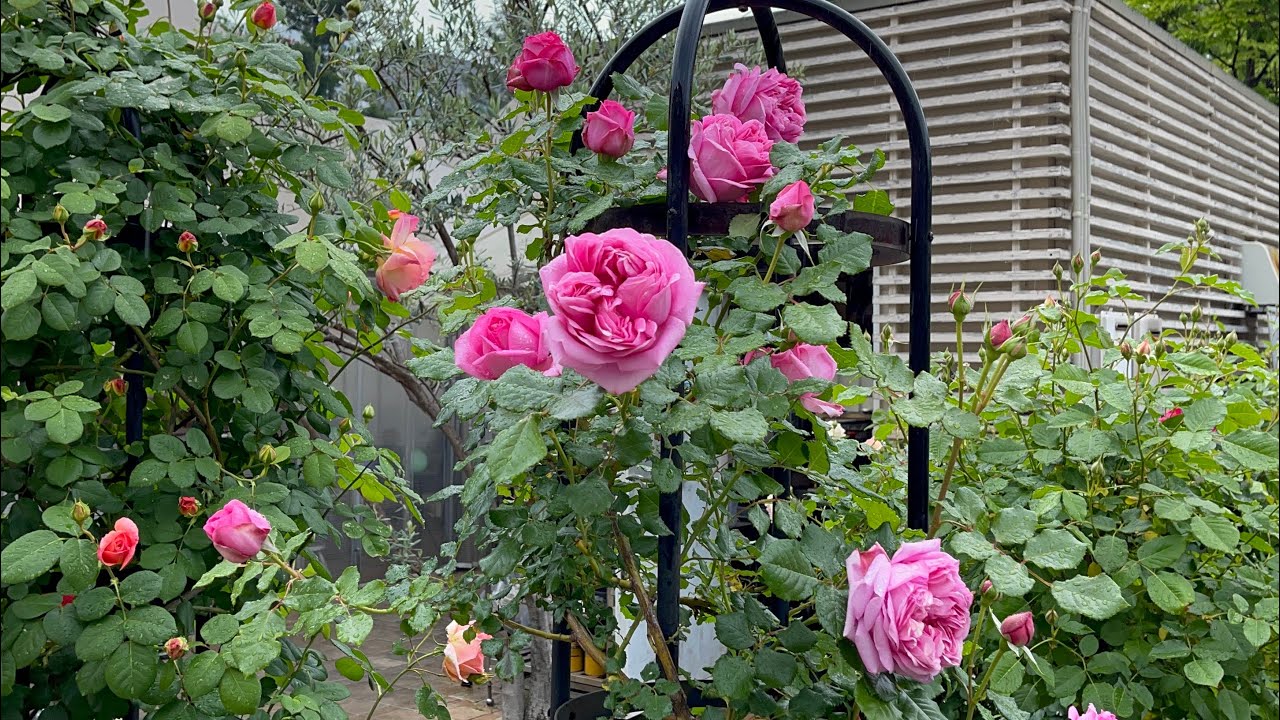 Rose garden festival coming soon - YouTube