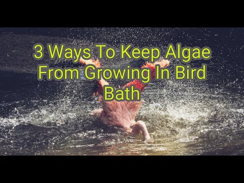 Natural Bird Bath Algae Control: Keep Water Clean & Birds Safe ...
