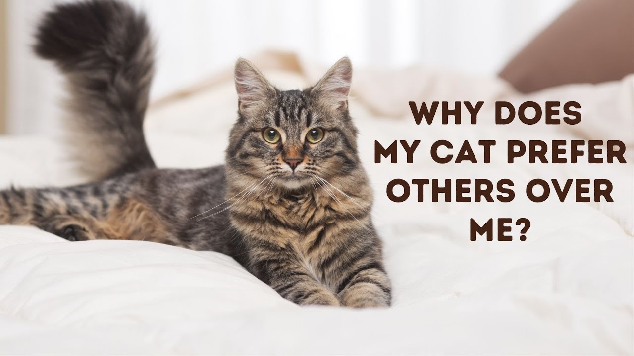 Why Does My Cat Prefer Others Over Me? #cats #catlover - YouTube